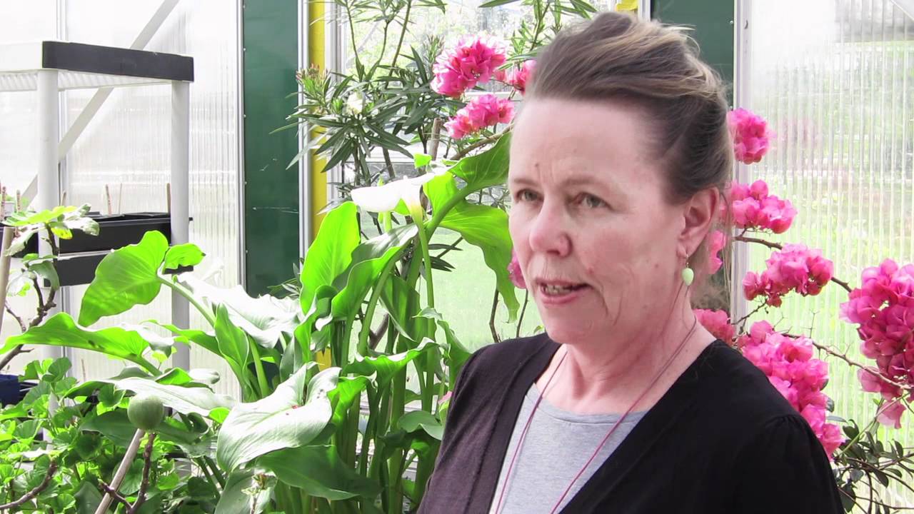 Adopt a Tree Program - Trinity Bellwoods Park