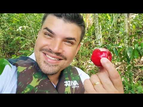 Caju do mato, você conhece essa fruta deliciosa?