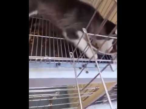 Funny dog eats food very fast (funny)