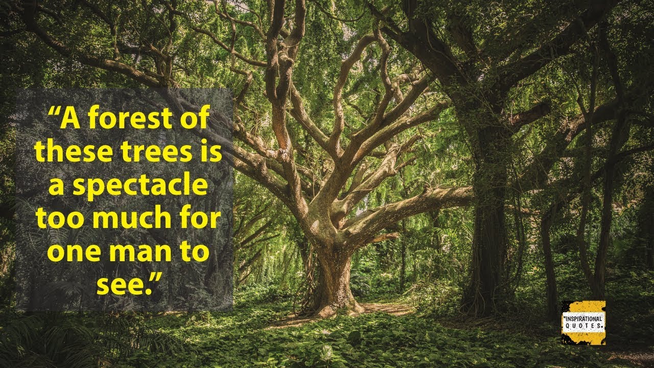 Best Inspirational Forest Sayings and Forest Quotes