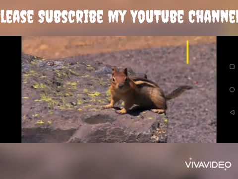 C.                                                         Top 5 Beautiful Cute Animals Start With C