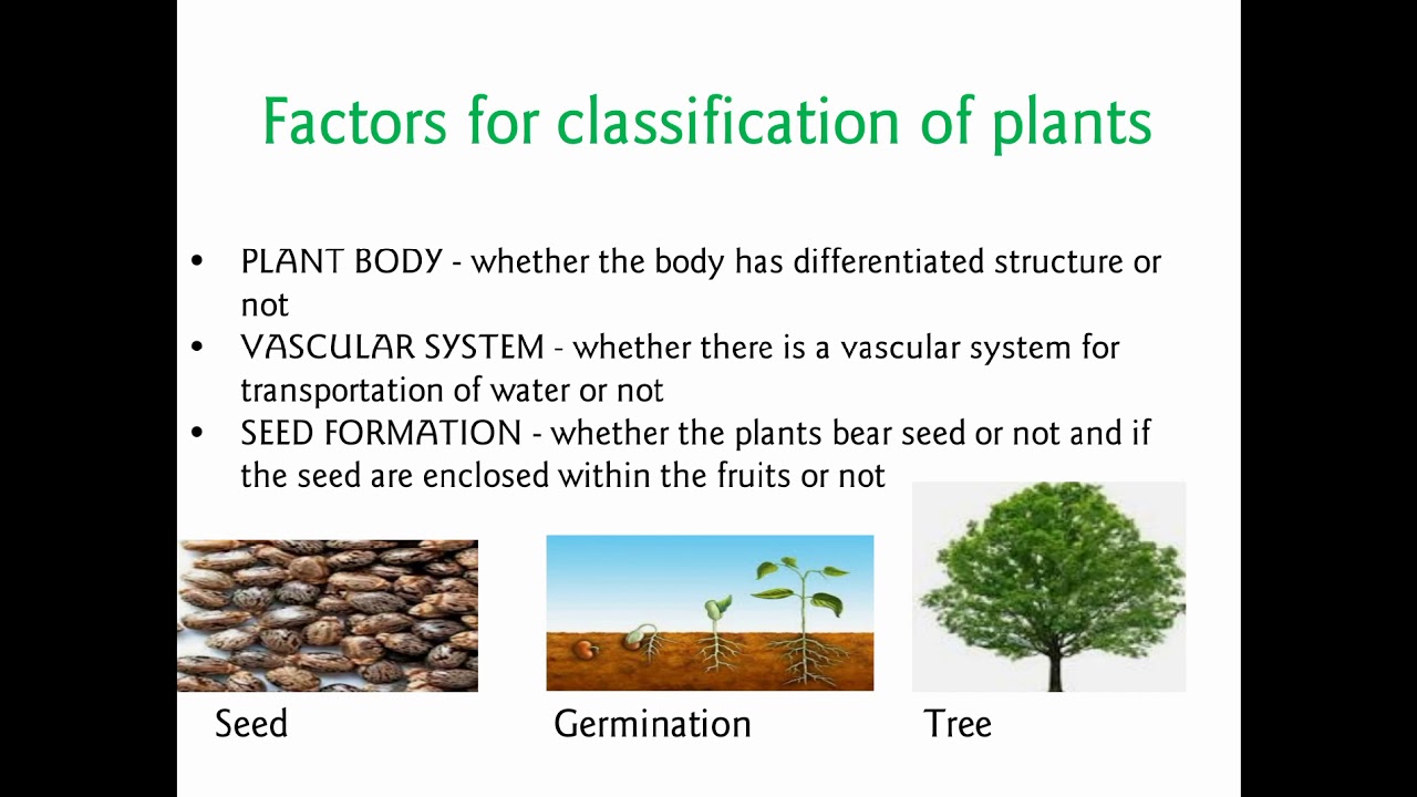PowerPoint presentation botany  PDF 👇