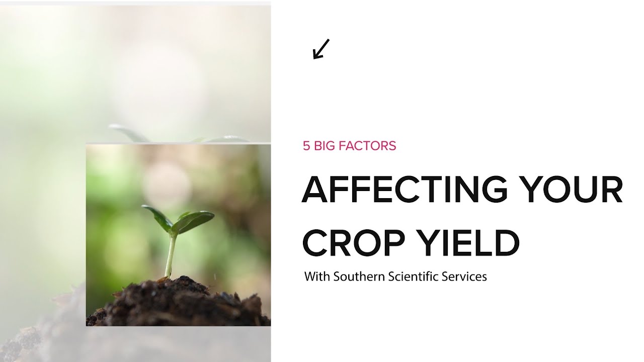 5 Preventable Factors Affecting Your Crop Yield