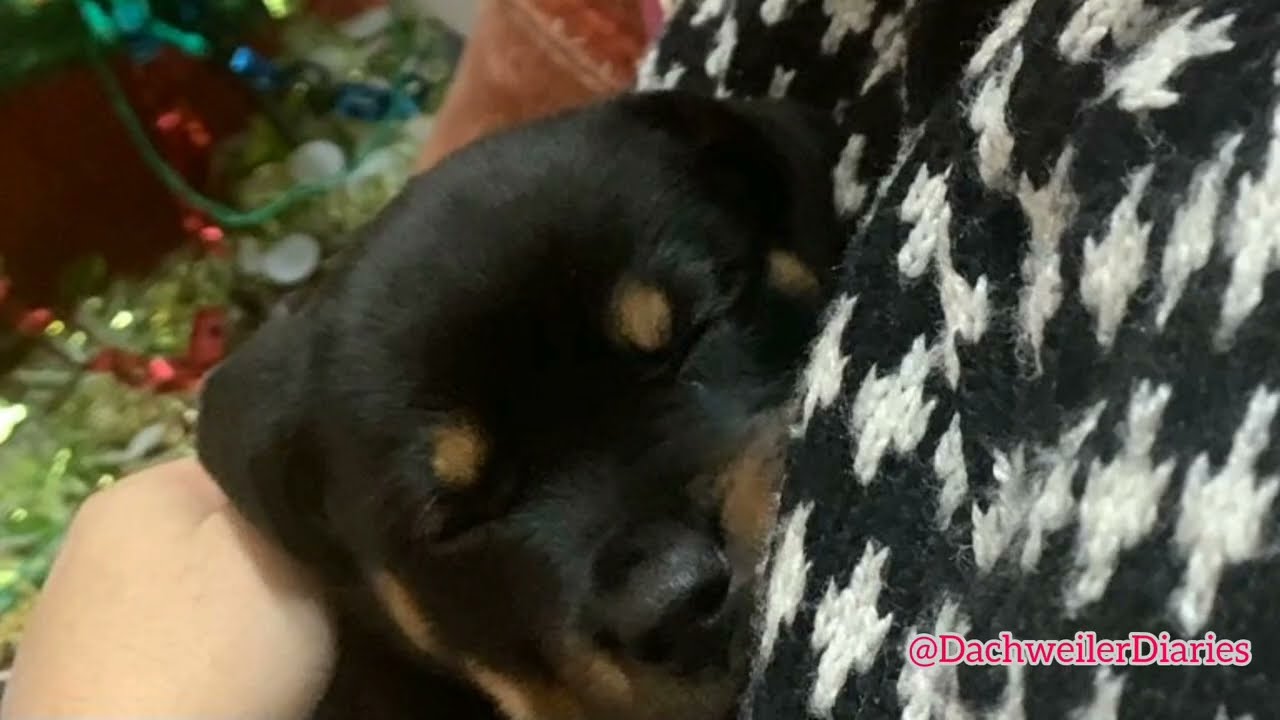 ❤️Welcome to Dachweiler Diaries❤️