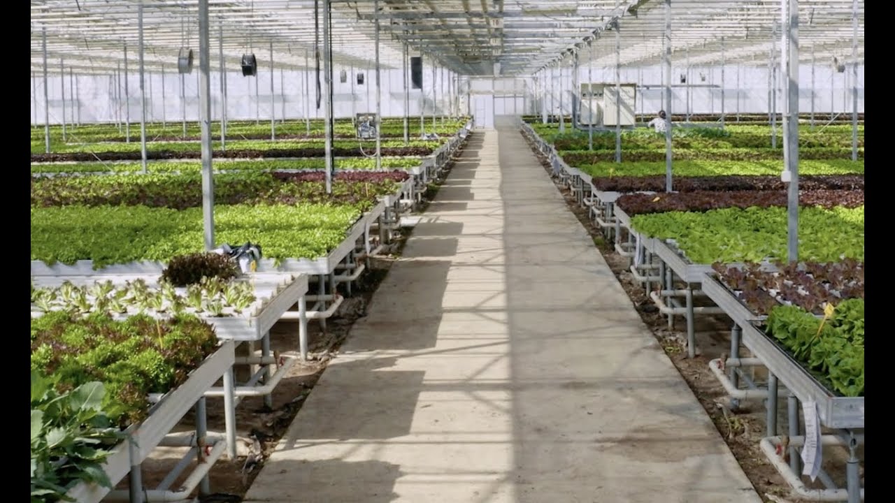 The Farmlink Project is on a mission to rescue surplus foods from farms across the country