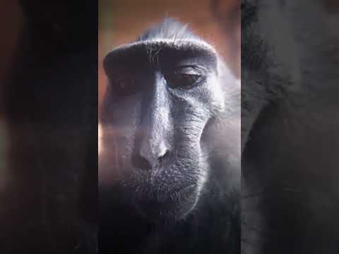 Monke Template🤣 #monkey #funny #rizz #monkeyrizz #meme