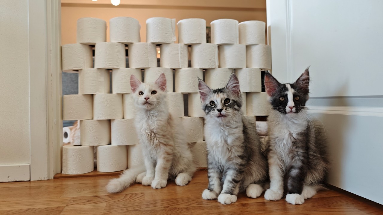 Kittens vs Toilet Paper Wall!