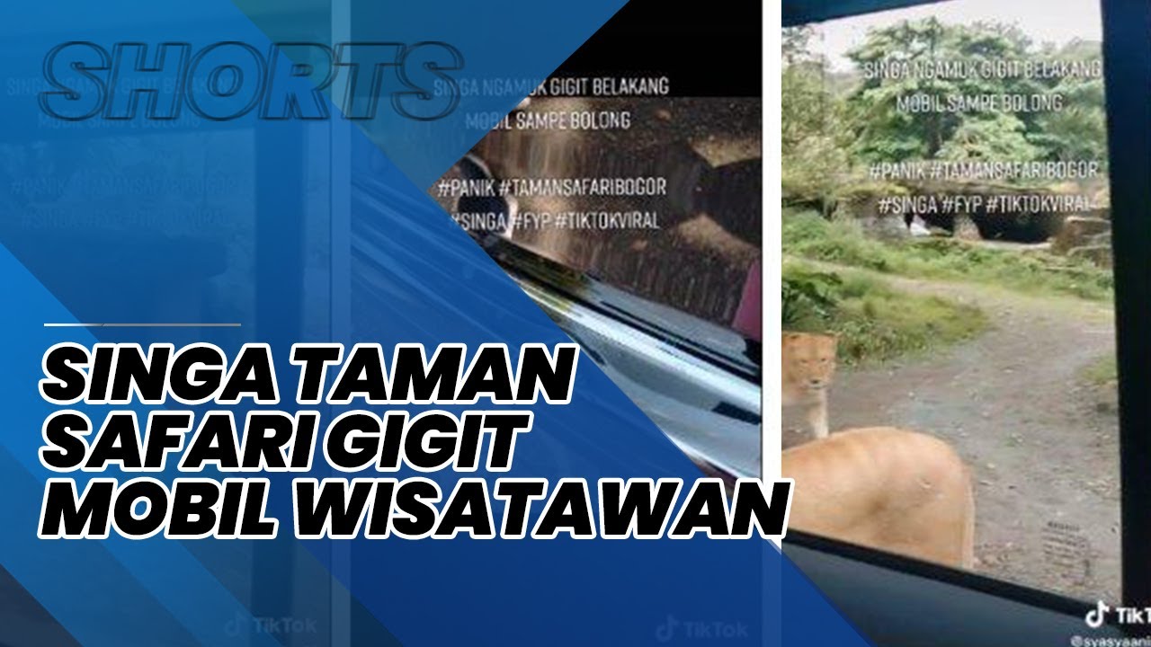 Viral Video Wisatawan Dikejar Singa Ngamuk di Taman Safari Bogor, Gigit ...
