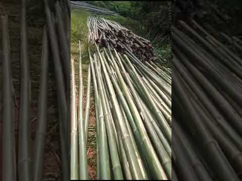 Bamboo and bamboo Products at Best Price in India