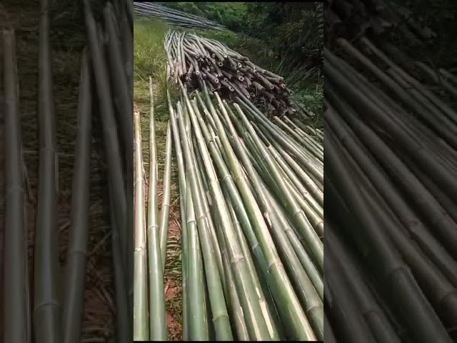 Bamboo Pole - Rangoon Bamboo Pole Trader - Retailer from Ghaziabad