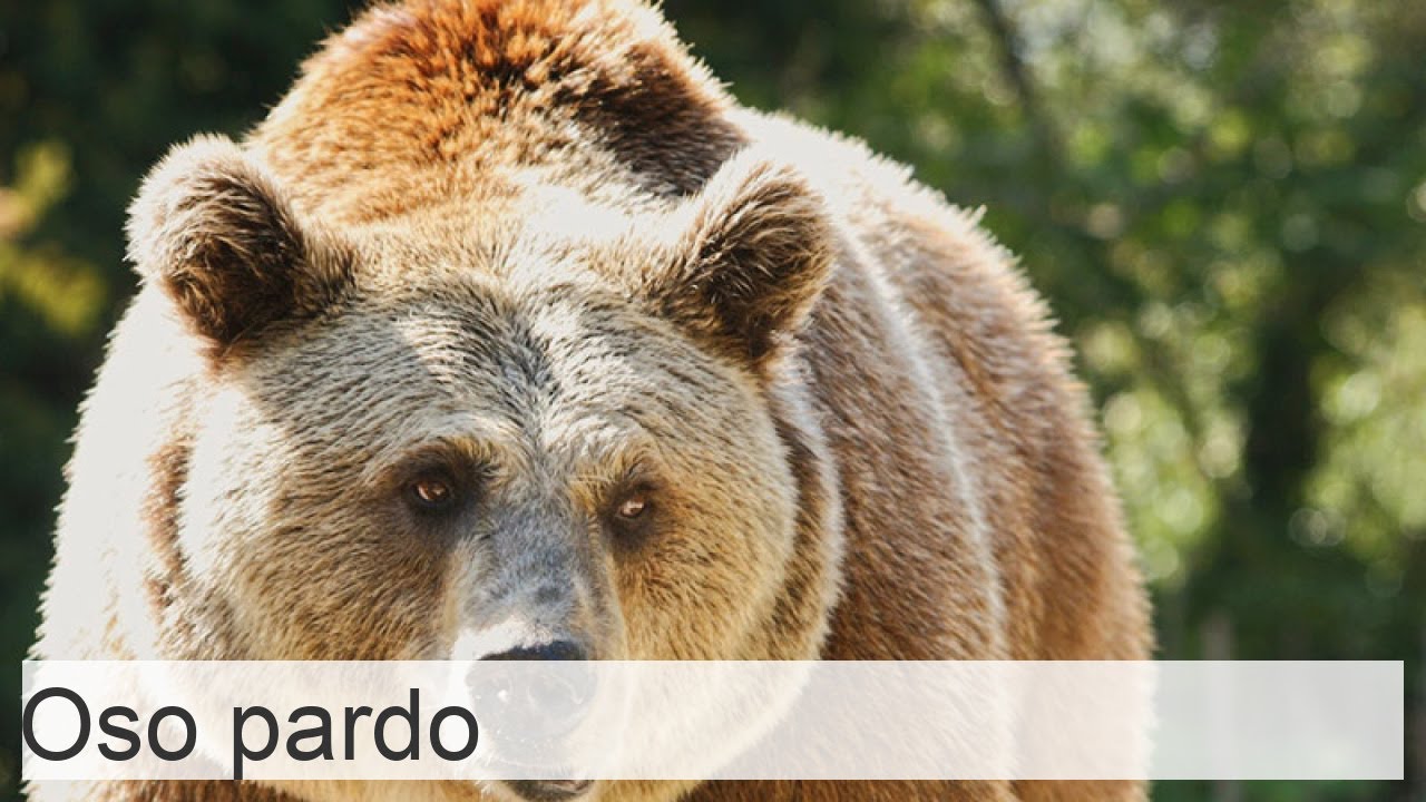 TODO sobre el OSO PARDO - Hábitat, características y alimentación