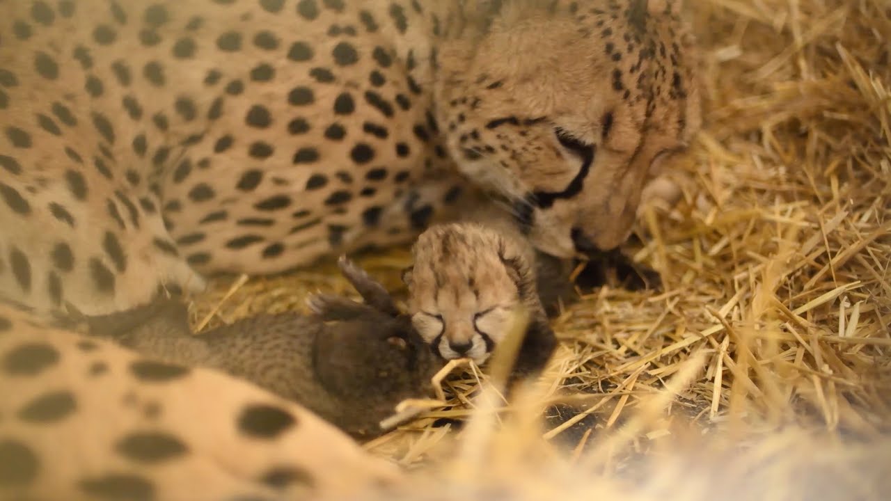 Cheetah Embryo Transfer