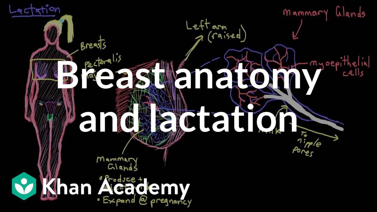 Breast anatomy and lactation | Reproductive system physiology | NCLEX-RN | Khan Academy