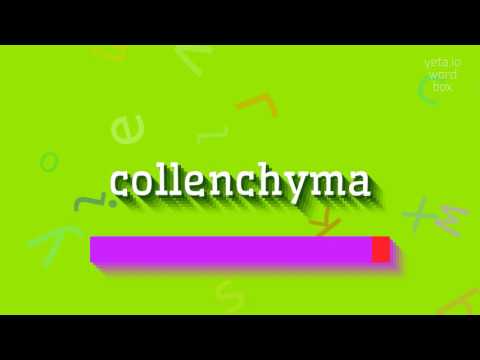 How to say "collenchyma"! (High Quality Voices)