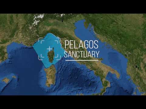 The Pelagos Sanctuary | Kevin's Walk on the Wild Side