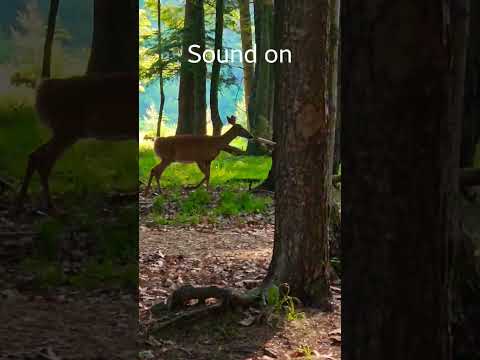 How to catch your breakfast in Wisconsin. I AM THE DEER WHISPERER!