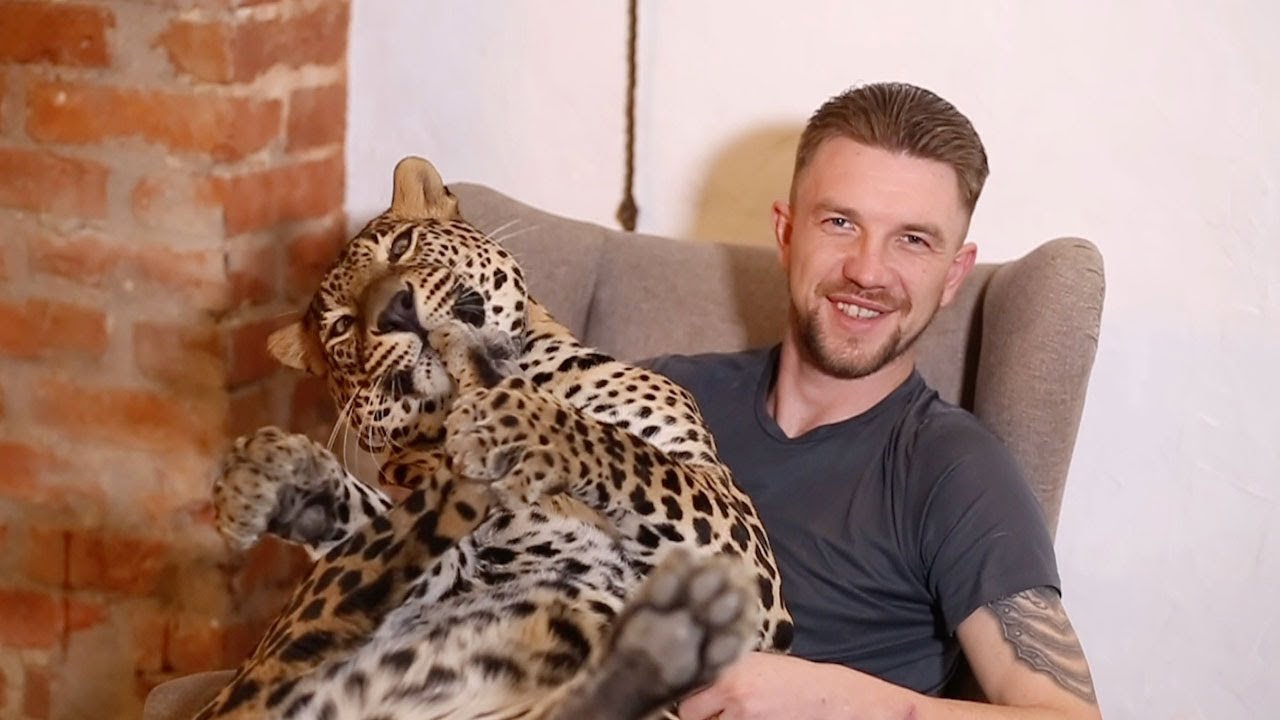 Lazy Leopard Enjoys Tummy Rubs