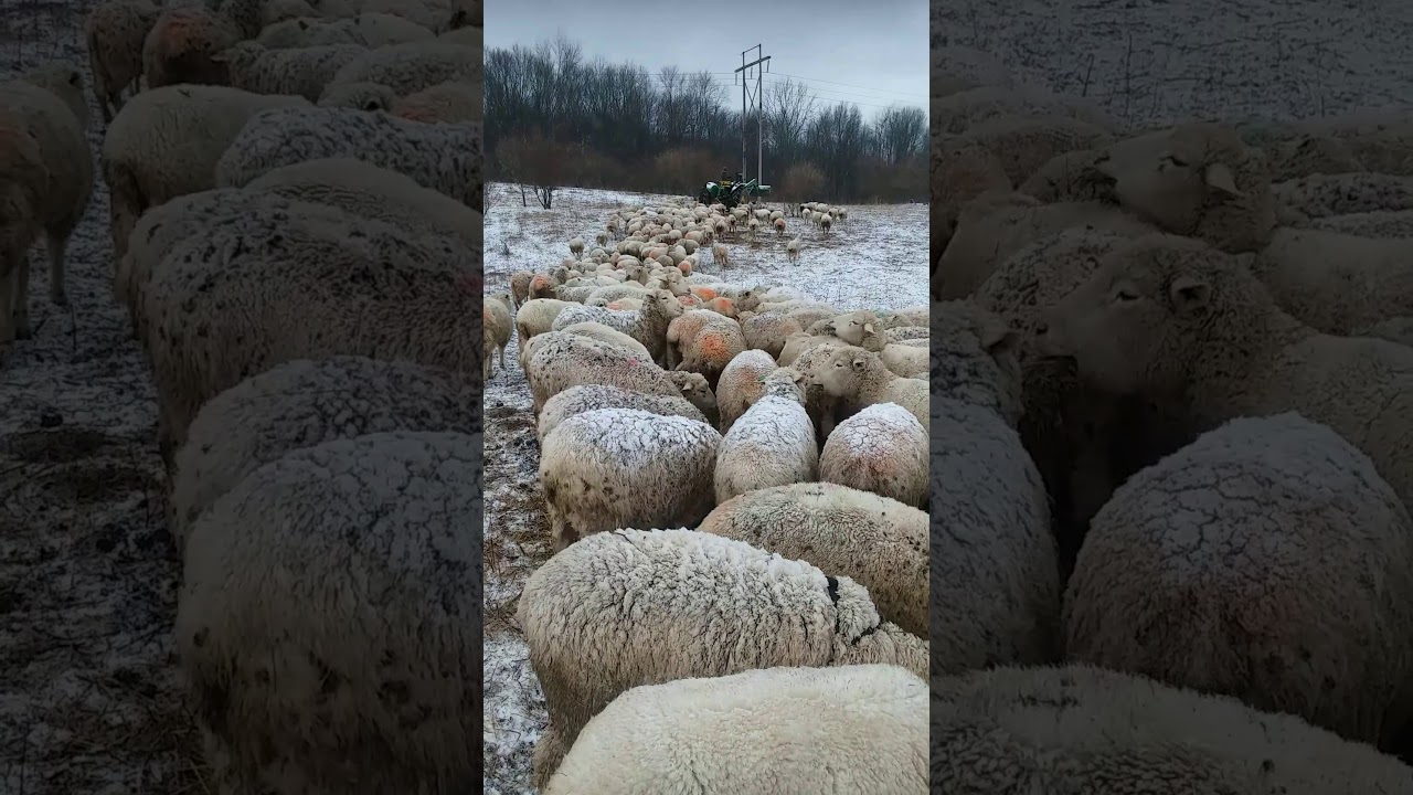 Sheep Breeding Season Day 5 #Shorts