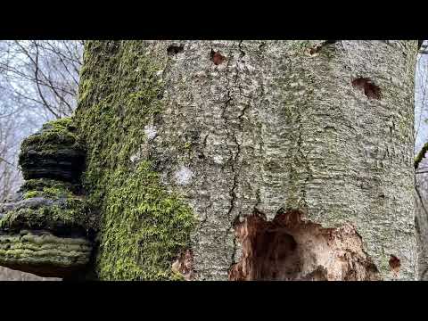 Mullvadar, hackspett och en helig källa | Tysta tankar