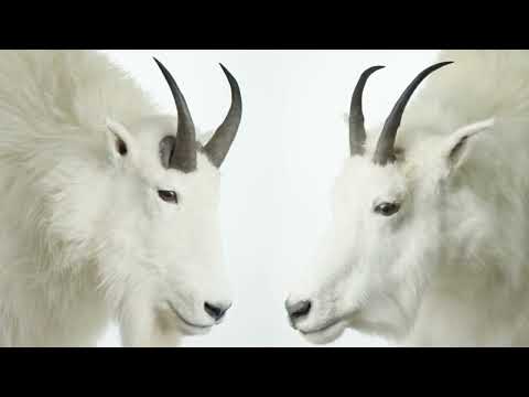 Identifying Billy & Nanny Mountain Goats: An Educational Film