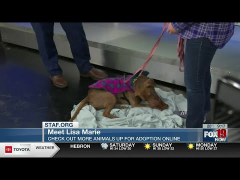 Adopt a pet from Save the Animals Foundation