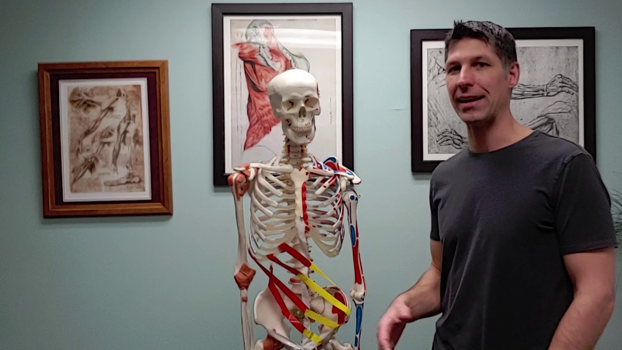 Rotation by Internal and External Obliques