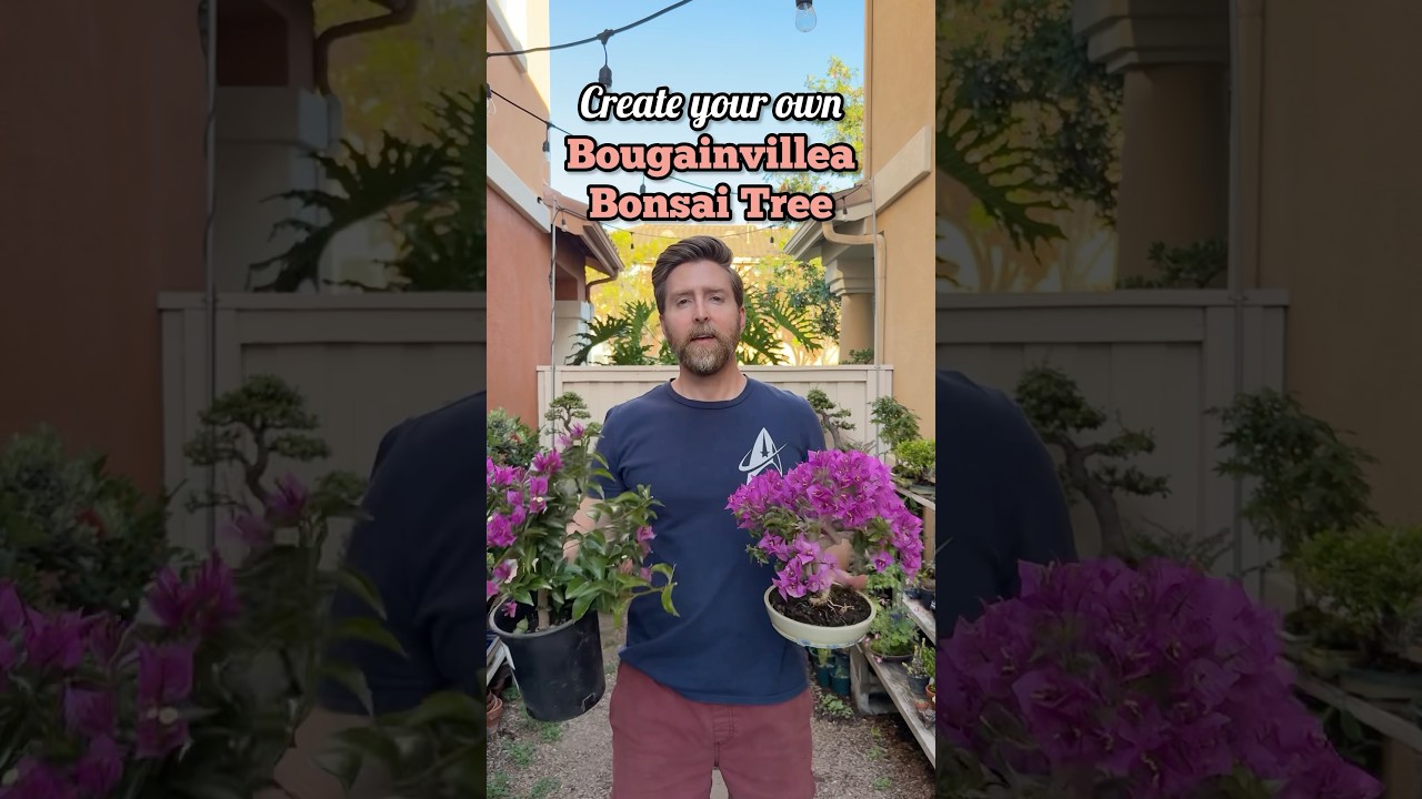 Make your own bougainvillea bonsai #bonsai #bonsaitree #bonsaigarden #howtobonsai #gardening #garden