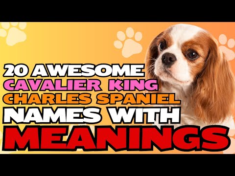 20 Awesome Cavalier King Charles Spaniel Names with Meanings! πΆπ