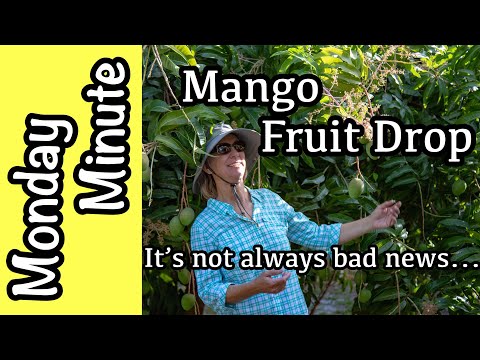 Monday Minute - Mango Fruit Drop... It's not always bad news!