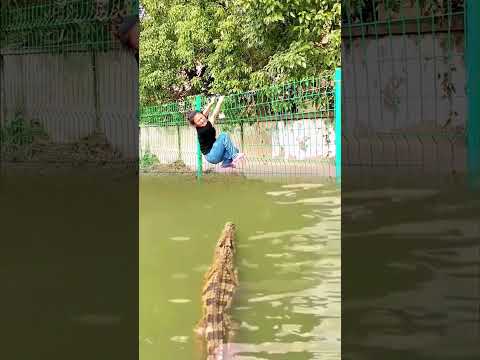 Hold it🐊3D Special Effects | 3D Animation #shorts #vfxhd