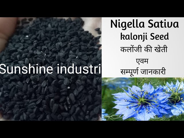 Kalonji Seeds - Kalonji Seeds NS44 Manufacturer from Indore