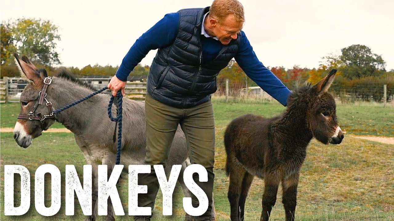 The 11 Best Documentaries About Donkeys - Documentarytube.com