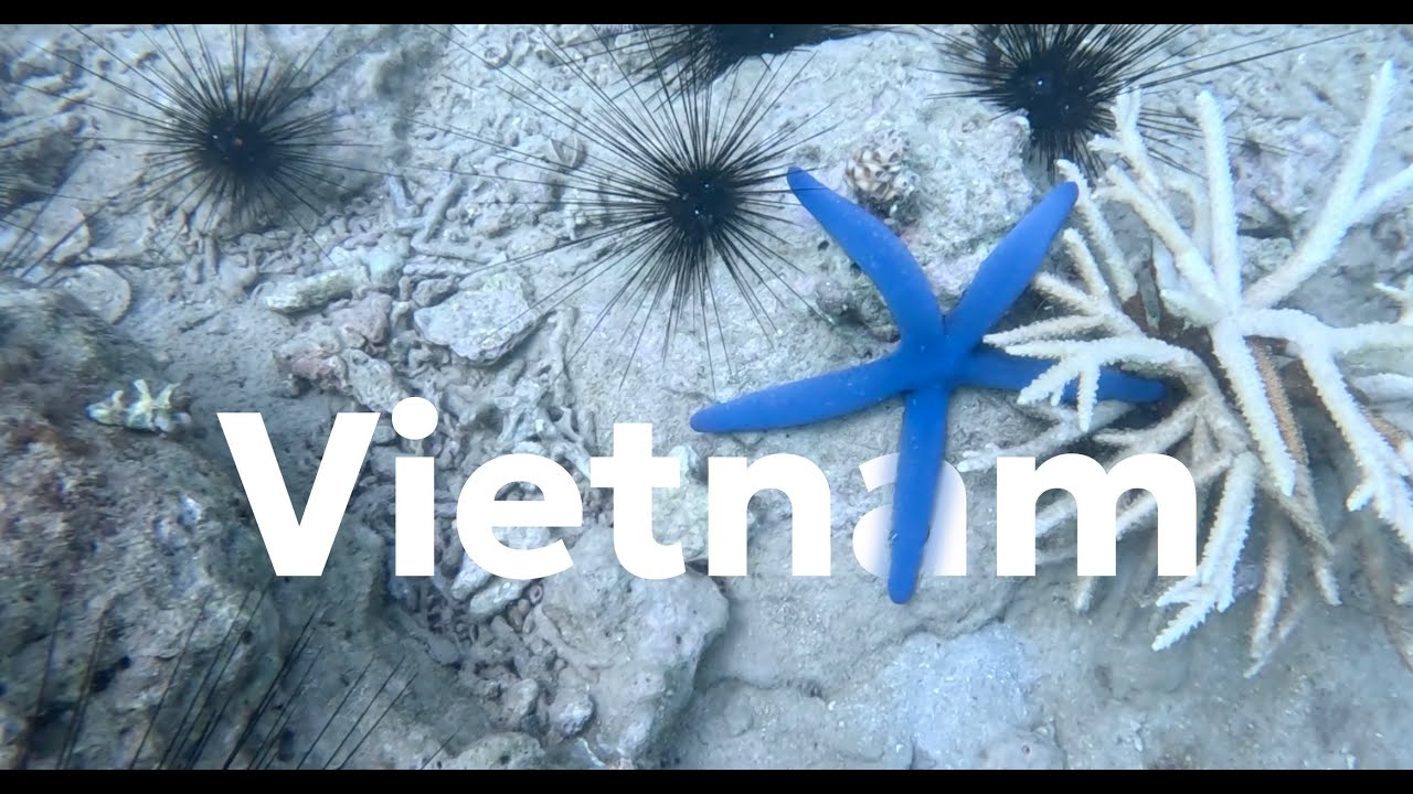 Vietnam's Underwater Paradise | Diving Hon Mun, Madonna Rock & Saint Hardy in Nha Trang