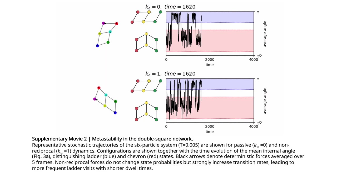 Odd pathways speed up self assembly: Supplementary video 2
