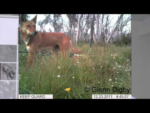 The wild dog problem in Australia