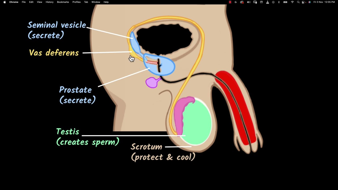 Male reproductive system | Reproduction | Biology class 10 | Khan Academy