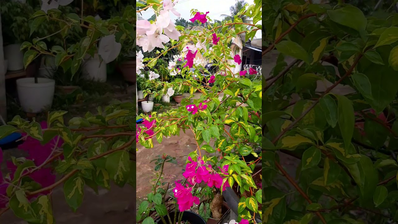 Warna bunga bougenville yang indah #shorts