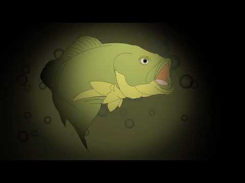 Bass fish 2D Animation | mattkprovideo