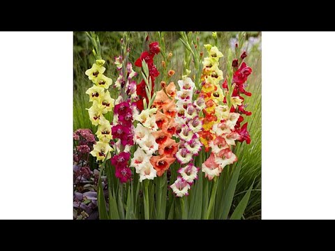 Meadow Valley 50piece Fragrant Gladiolus Rainbow Mix