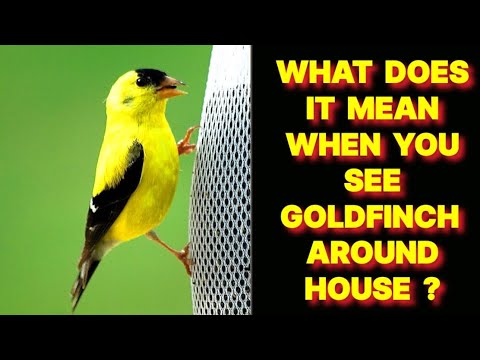 WHAT DOES IT MEAN WHEN YOU SEE A GOLDFINCH BIRD AROUND YOUR HOUSE ?