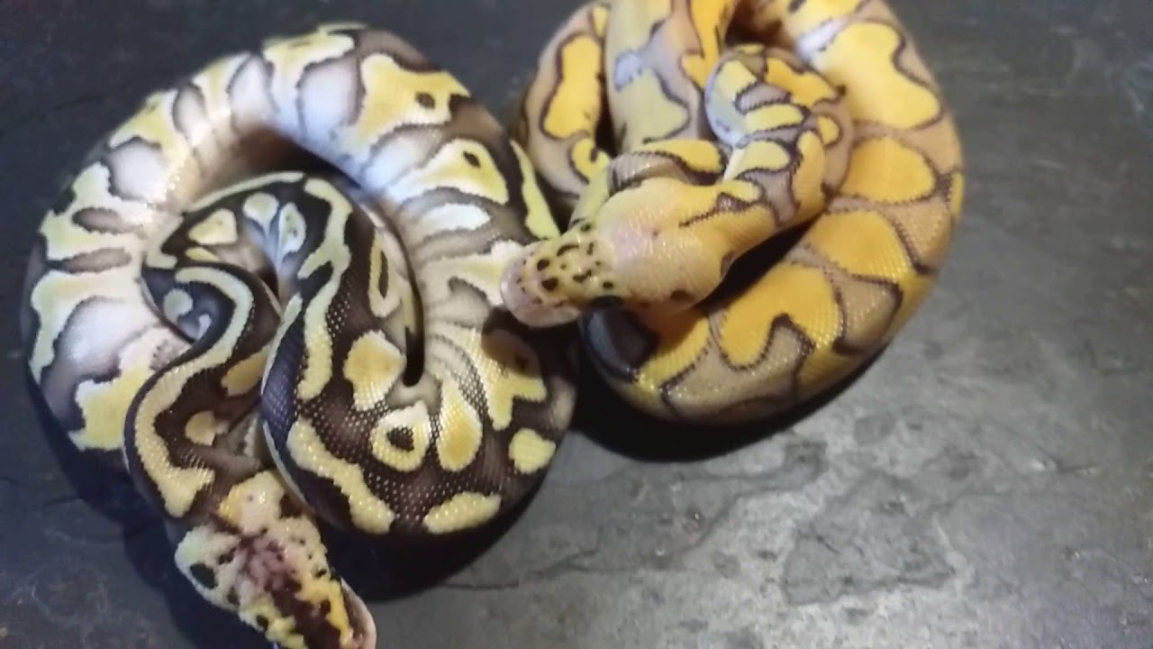 Some nice holdbacks from 2018 HD
