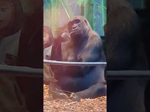 Amazing Creatures That Are Fascinating To Watch