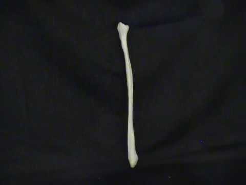 Dr Mitch's Anatomy: Fibula
