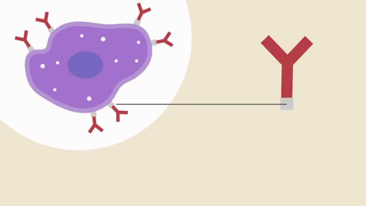 Ocular Allergies Chapter 3