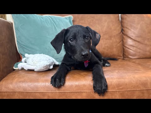 Dog for adoption - Shade Askew, a Black Labrador Retriever & Doberman ...