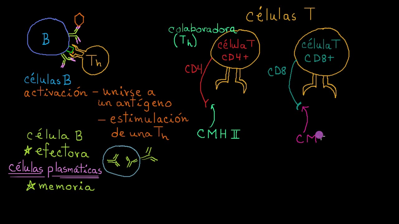 Repaso de células B, células T CD4+ y células T CD8+ | Khan Academy en Español