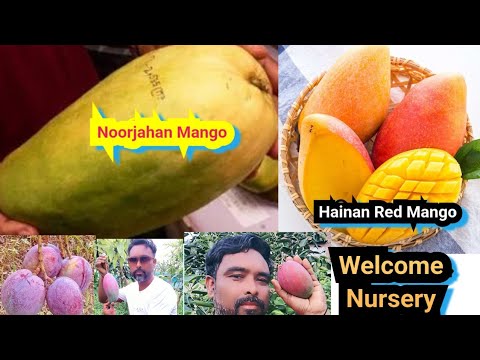 how to Noorjahan Mango Trees | Hainan Red Mango Trees #howtowelcomenursery Online Delivery Available