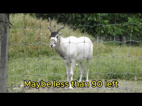 Endangered #Addax