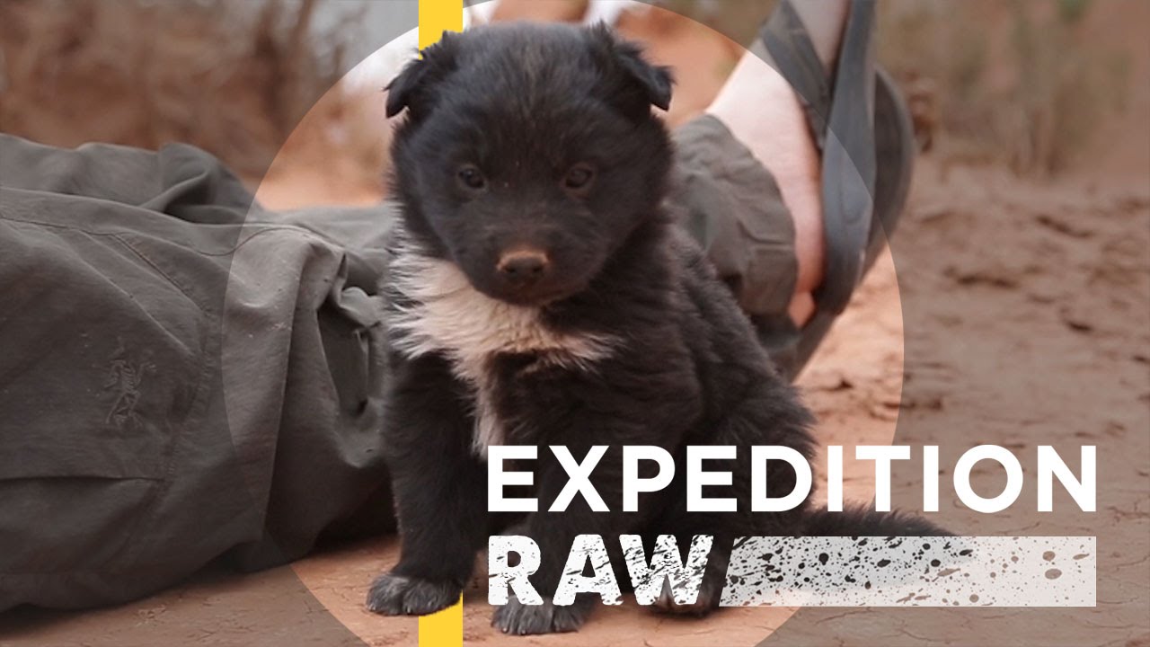 Explorers Save Abandoned Puppy | Expedition Raw