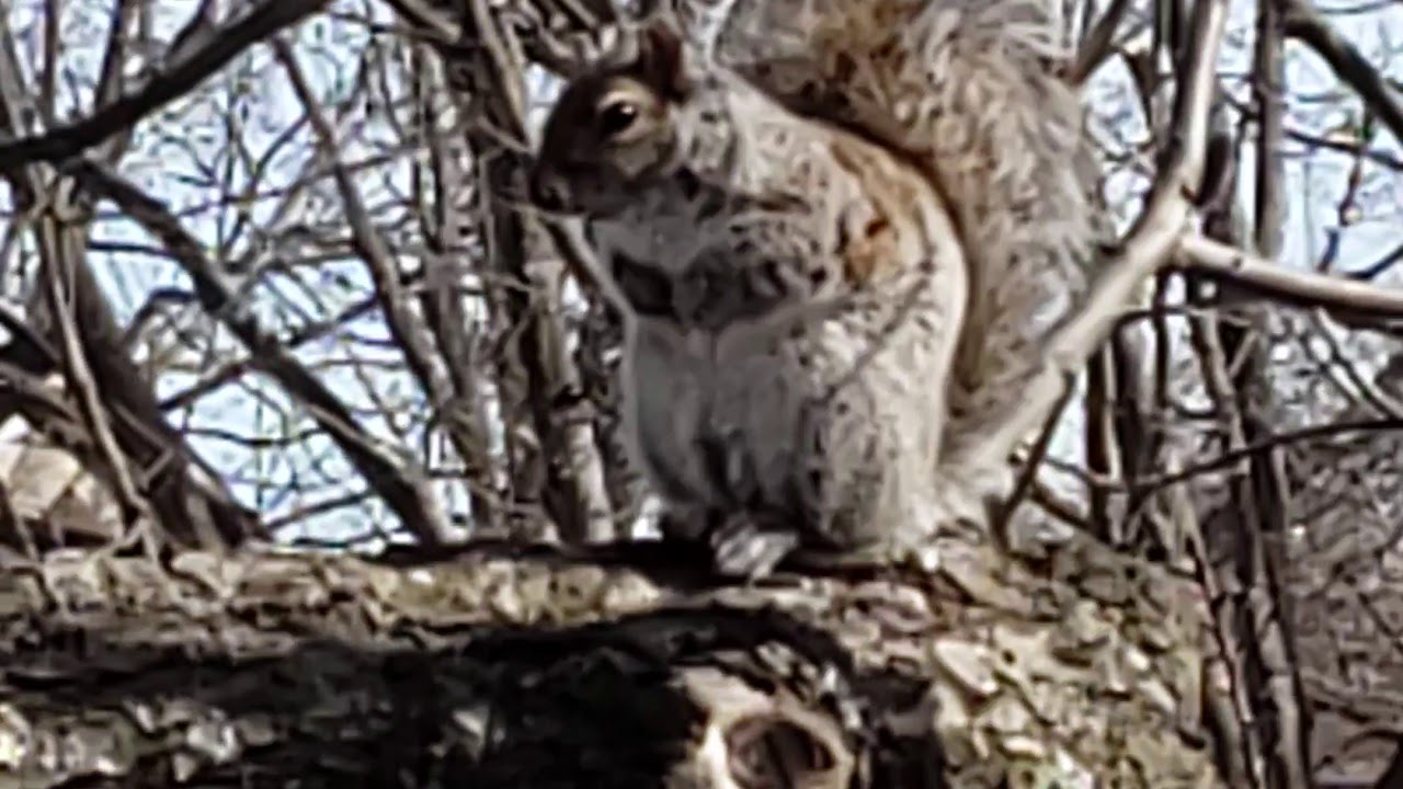 Fake squirrels github harassing me